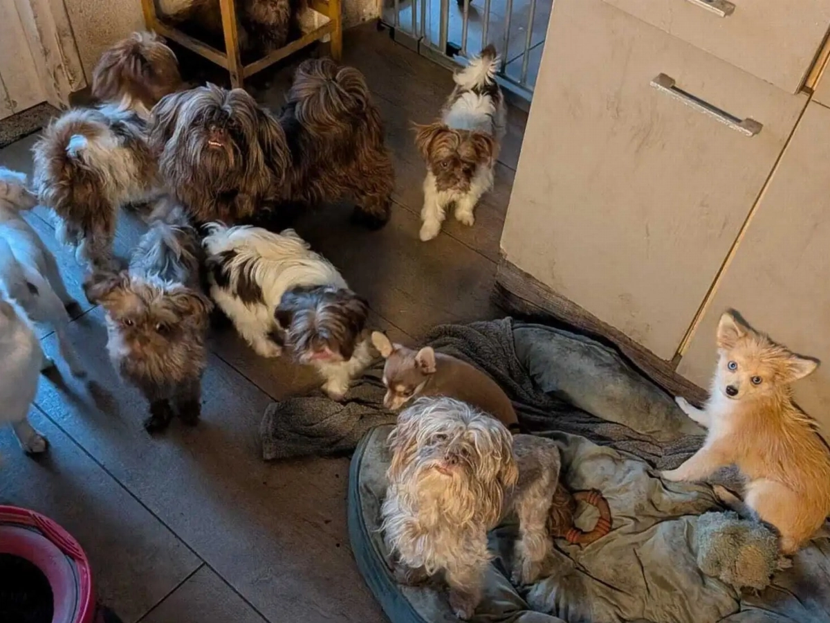 Hulp gevraagd: 45 dieren uit één woning gehaald - Vlaardingen24