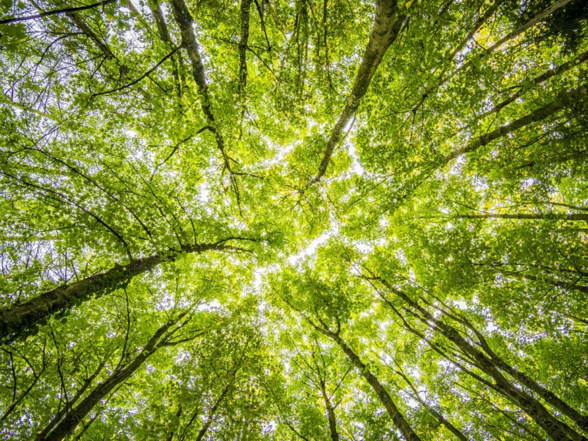Meer dan honderd bomen sneuvelen in Vlaardingen - Vlaardingen24