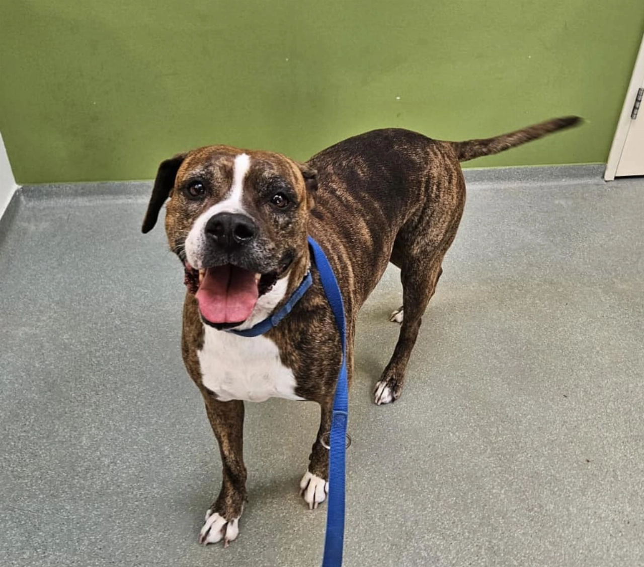 Hond gevonden, baasje gezocht - Vlaardingen24