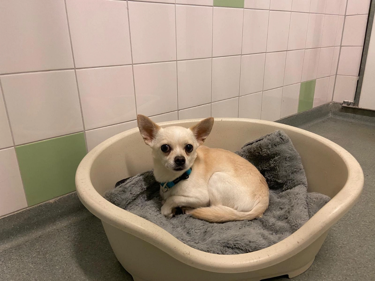 Chihuahua gevonden - Vlaardingen24