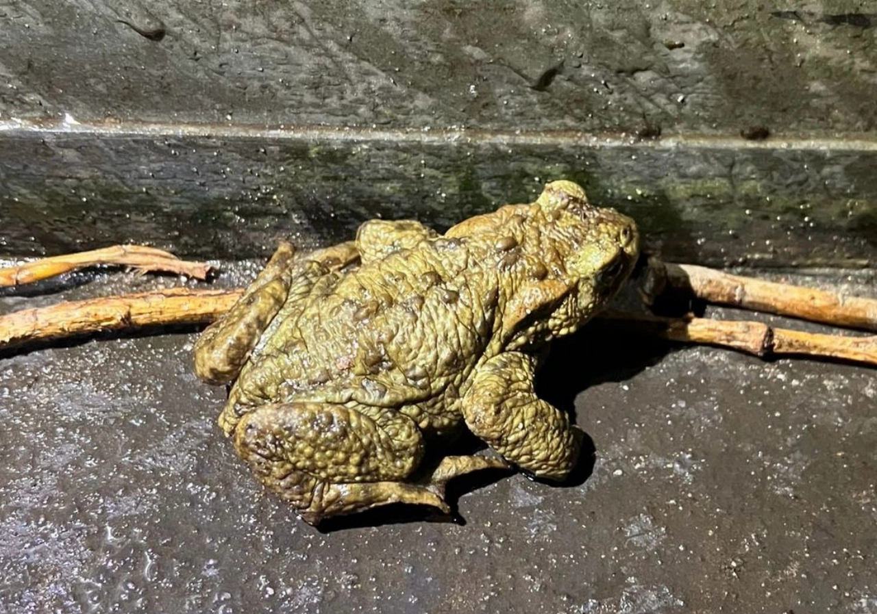 Padden zijn nu al op pad - Schiedam24